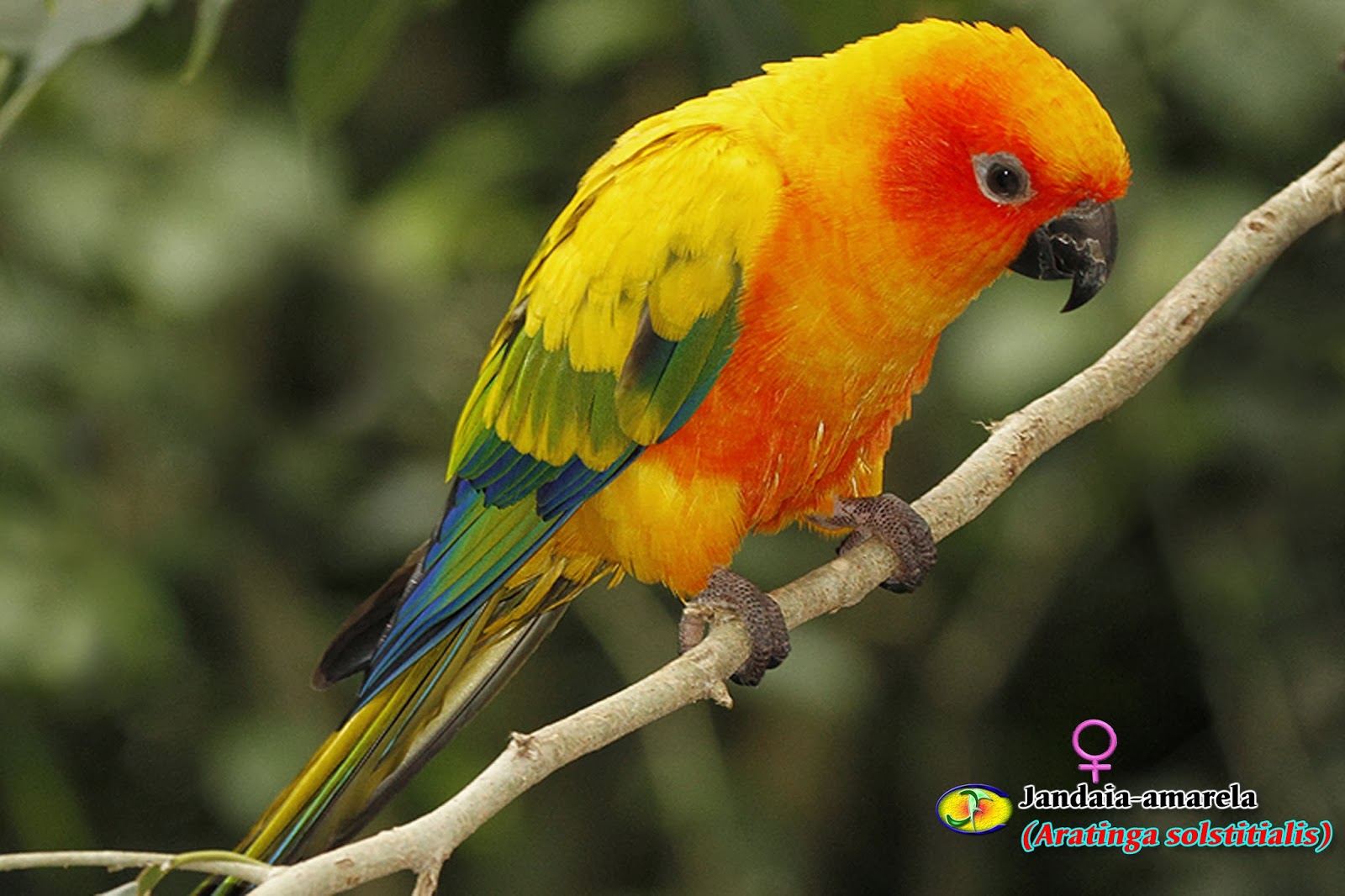 ORNITOLOGIA: Jandaia-amarela (Aratinga solstitialis)